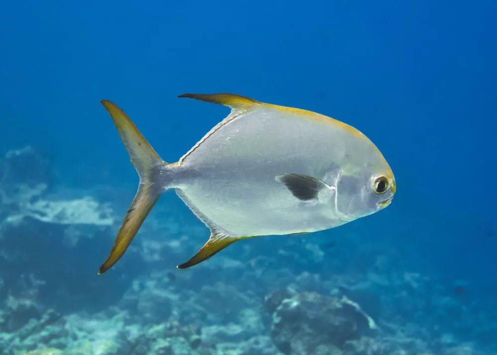 Why the Florida Keys is a Hotspot for Fishing | Zoned In Charters